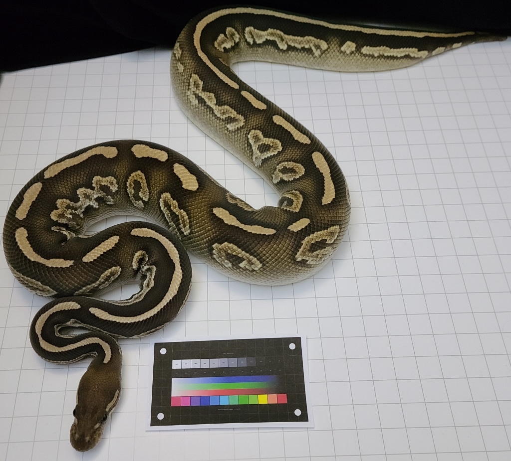 Black Pastel, Mojave, 50% Het Piebald Ball Python by Ball Street ...