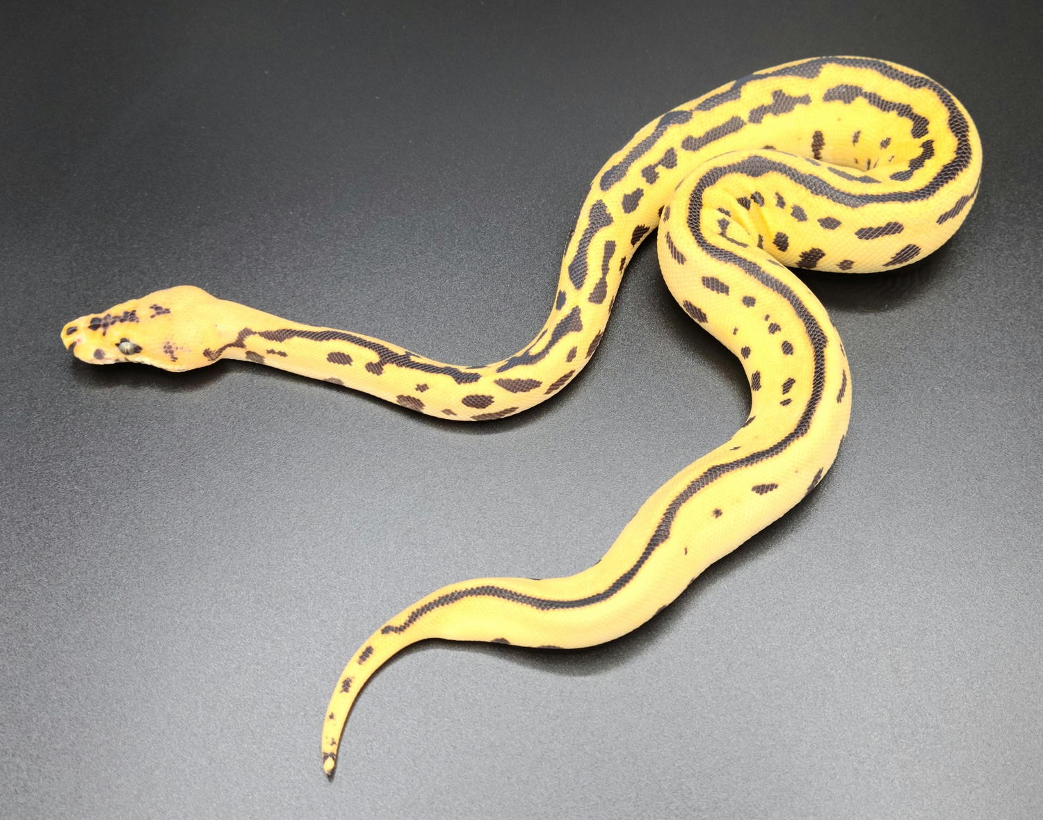 Batman, Yellowbelly, Fire, Possible OD, Pastel Ball Python by Ball ...