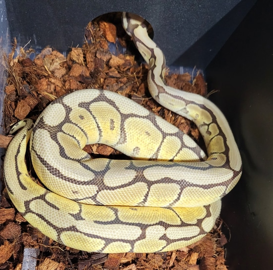Mojave Spider Ball Python by Willows Snakes