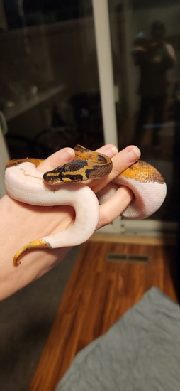 Pied Ballpython Ball Python by Lotus Reptiles