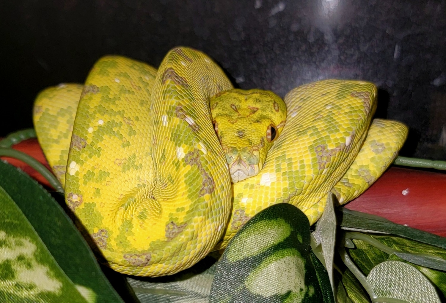 USCBB Biak Green Tree Python by Ragan Reefs and Reptiles - MorphMarket