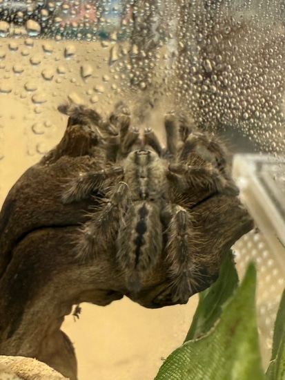 Poecilotheria Vittata (Ghost Ornamental Tarantula) by Ragan Reefs and ...