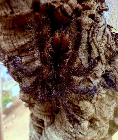 AVICULARIA JURUENSIS M2 (PERU PURPLE PINK-TOE) Tarantula by Ragan Reefs ...