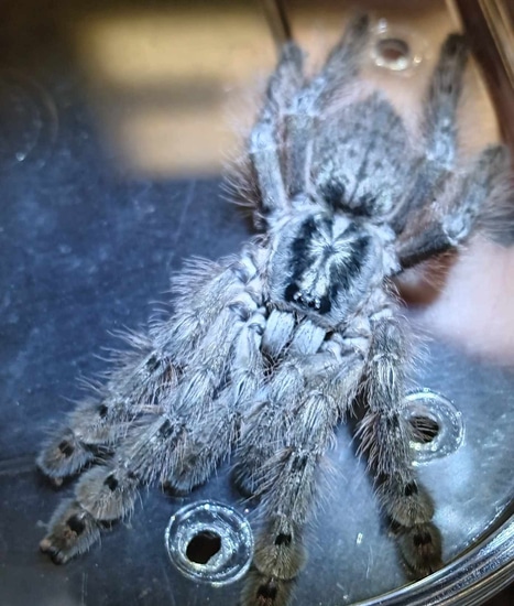 Heteroscrodra Maculata Tarantula by Neurotic Exotics/ willspiders68