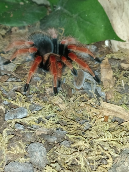 B. Boehmei Tarantula by Neurotic Exotics/ willspiders68