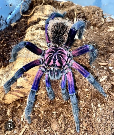 Xenesthis Species 2 Pk 1 Price Tarantula by Neurotic Exotics/ willspiders68