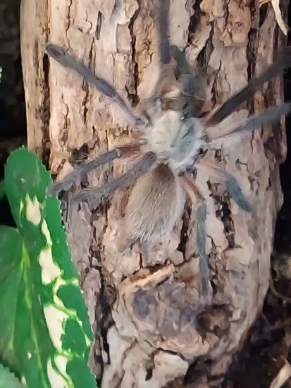 Balfouri Communal Tarantula by Neurotic Exotics/ willspiders68