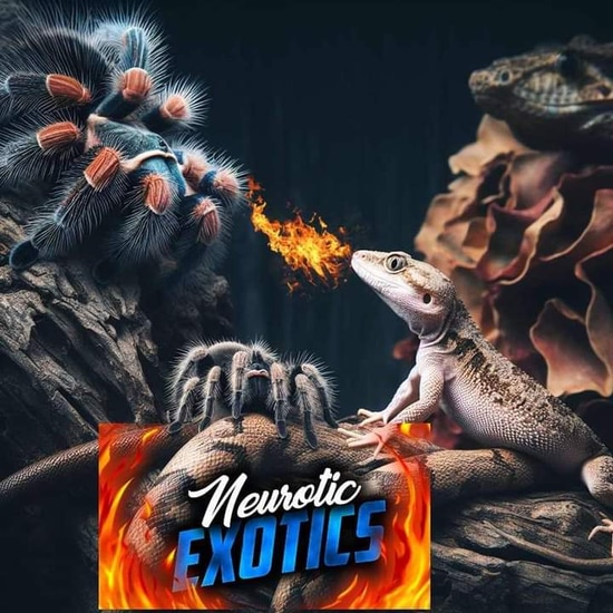 P. Regalis Tarantulas by Neurotic Exotics/ willspiders68