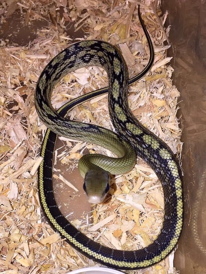 Vietnamese Blue Beauty Snake Hatchlings Beauty Rat Snake by Kyle Wilson