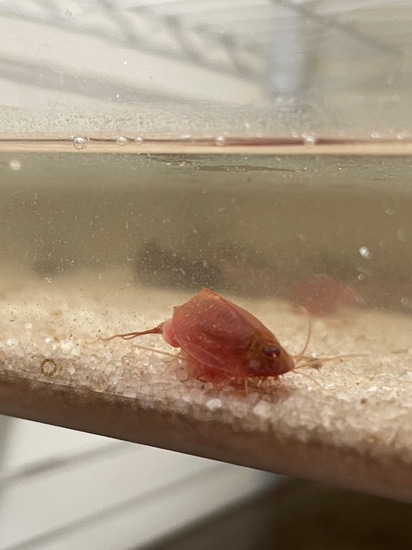 Albino Cancriformis Triops Other Freshwater Shrimp by WRONG Exotics