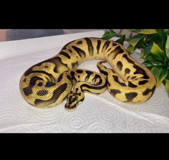 Pastel Enchi Leopard Calico Het Clown Ball Python by Meredith