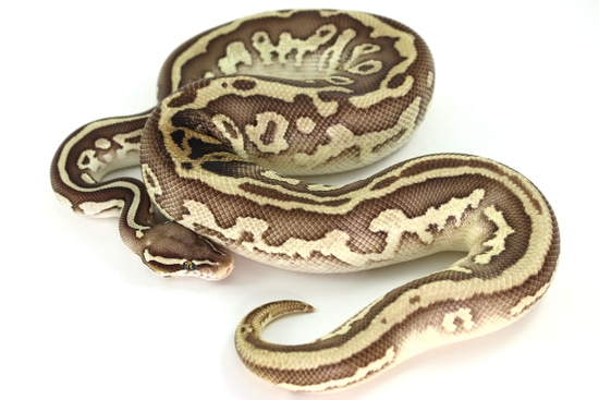 Paradox Lesser Leopard Het Pied Ball Python by Windswept Reptiles