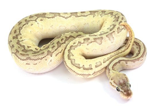 Leopard Emperor Het Pied Ball Python by Windswept Reptiles