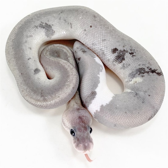 Lithium Ball Python by Windswept Reptiles