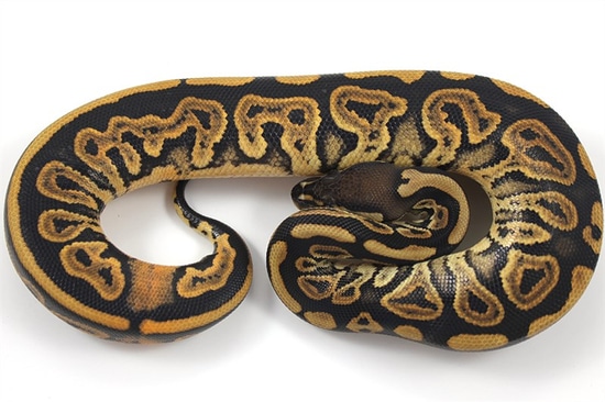 Black Pastel Het Pied (Ringer) Ball Python by Windswept Reptiles