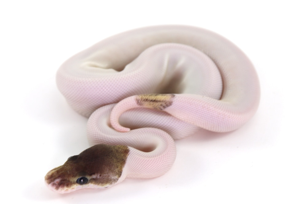Pewter Sandblast Piebald Ball Python by Windswept Reptiles - MorphMarket