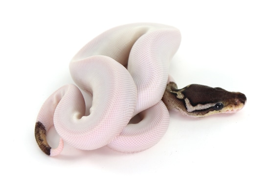 Pewter Piebald Pos Sandblast Ball Python by Windswept Reptiles