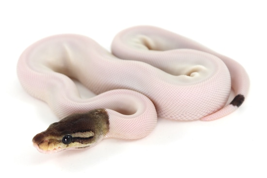 Pewter Sandblast Piebald Ball Python by Windswept Reptiles