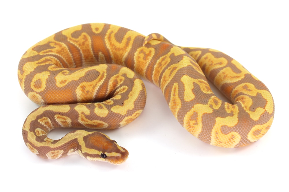 Calamondin Ball Python by Windswept Reptiles - MorphMarket