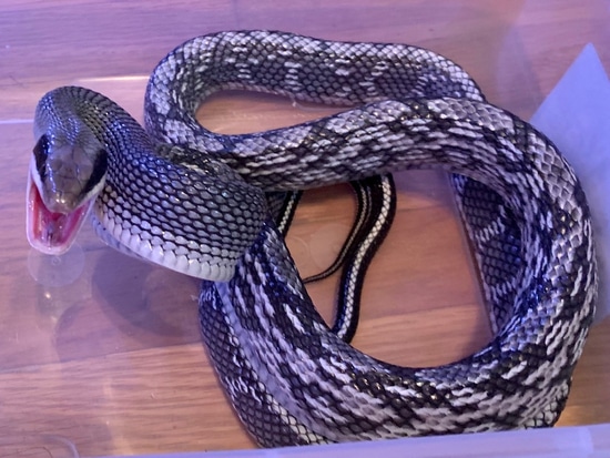 Adult Female Blue Beauty CB Beauty Rat Snake by Windswept Reptiles