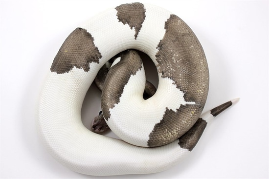 RTB Grey Matter Ball Python by Windswept Reptiles