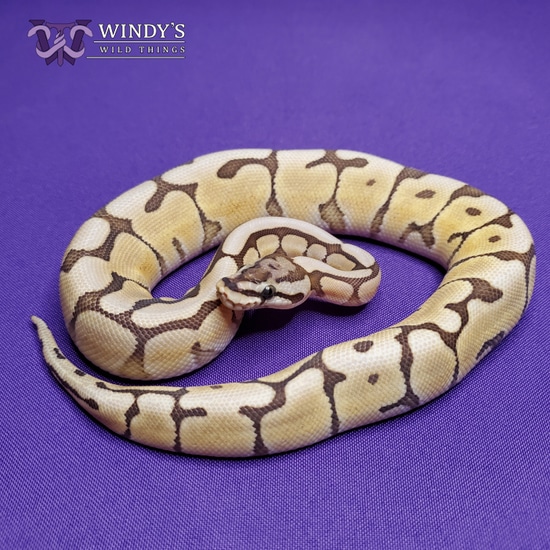 Mojave Bumblebee Ball Python by Windy's Wild Things