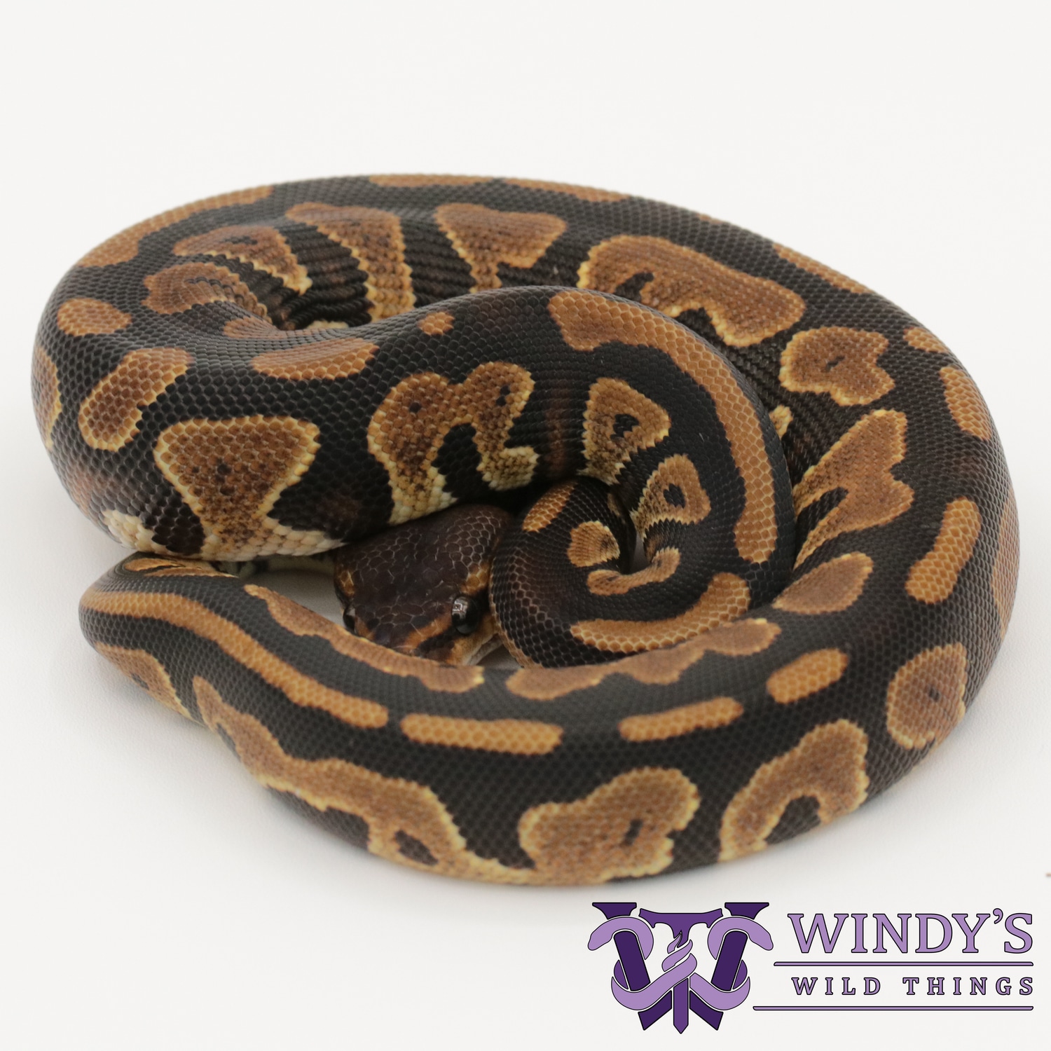 Mahogany Pos DH Albino Pied Ball Python by Windy's Wild Things ...