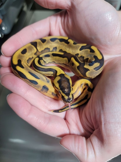 Enchi Sugar Leopard Het Clown Ball Python by Windy's Wild Things