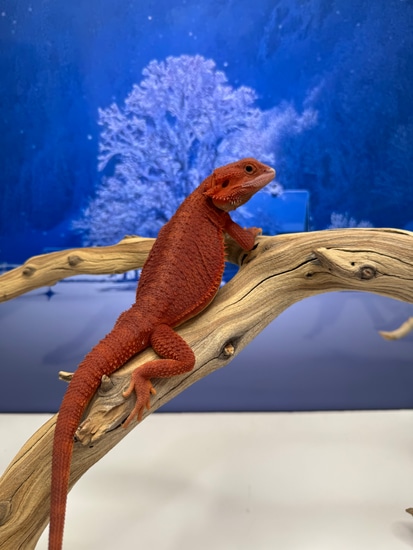 Red Monster Outcross Hypo Trans, Genetic Stripe 50% Het Witblit Central ...