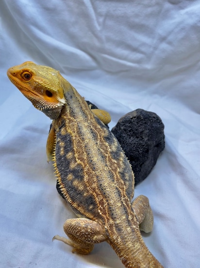 Hypo Leatherback Dunner Central Bearded Dragon by Blue Beardies