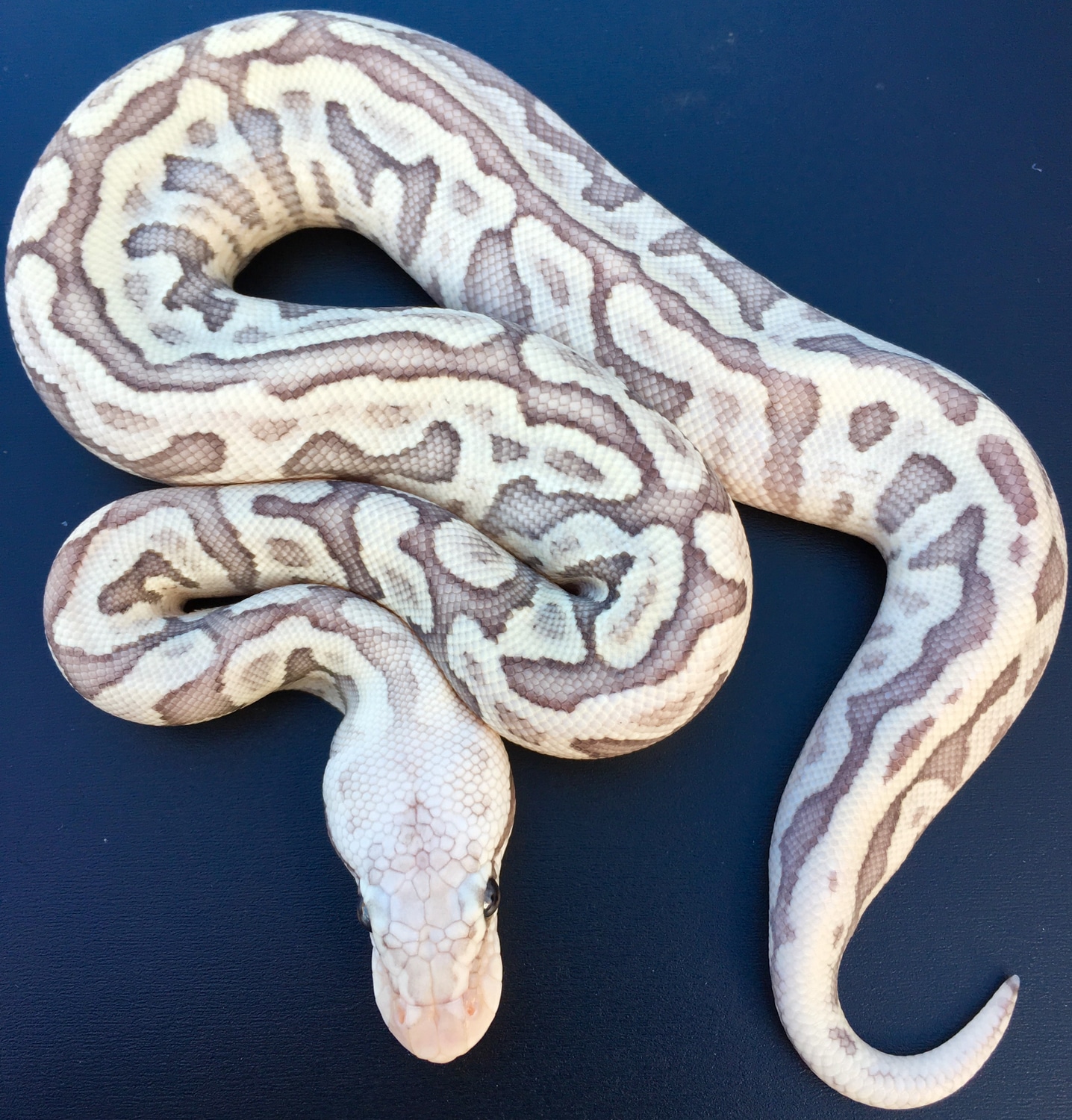 Firefly Bamboo Leopard Ball Python by Wine Country Reptiles - MorphMarket