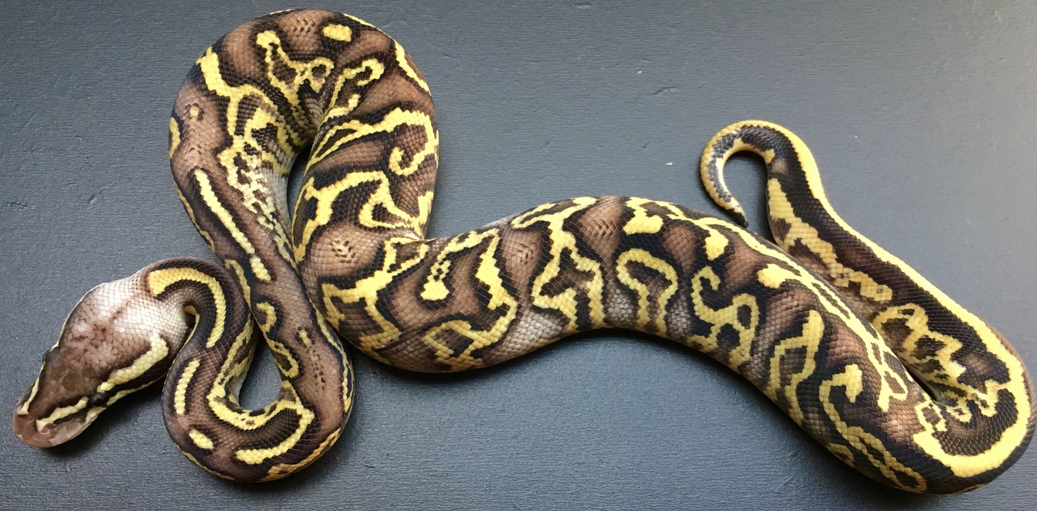 Super Pastel Trick Leopard Ball Python by Wine Country Reptiles ...