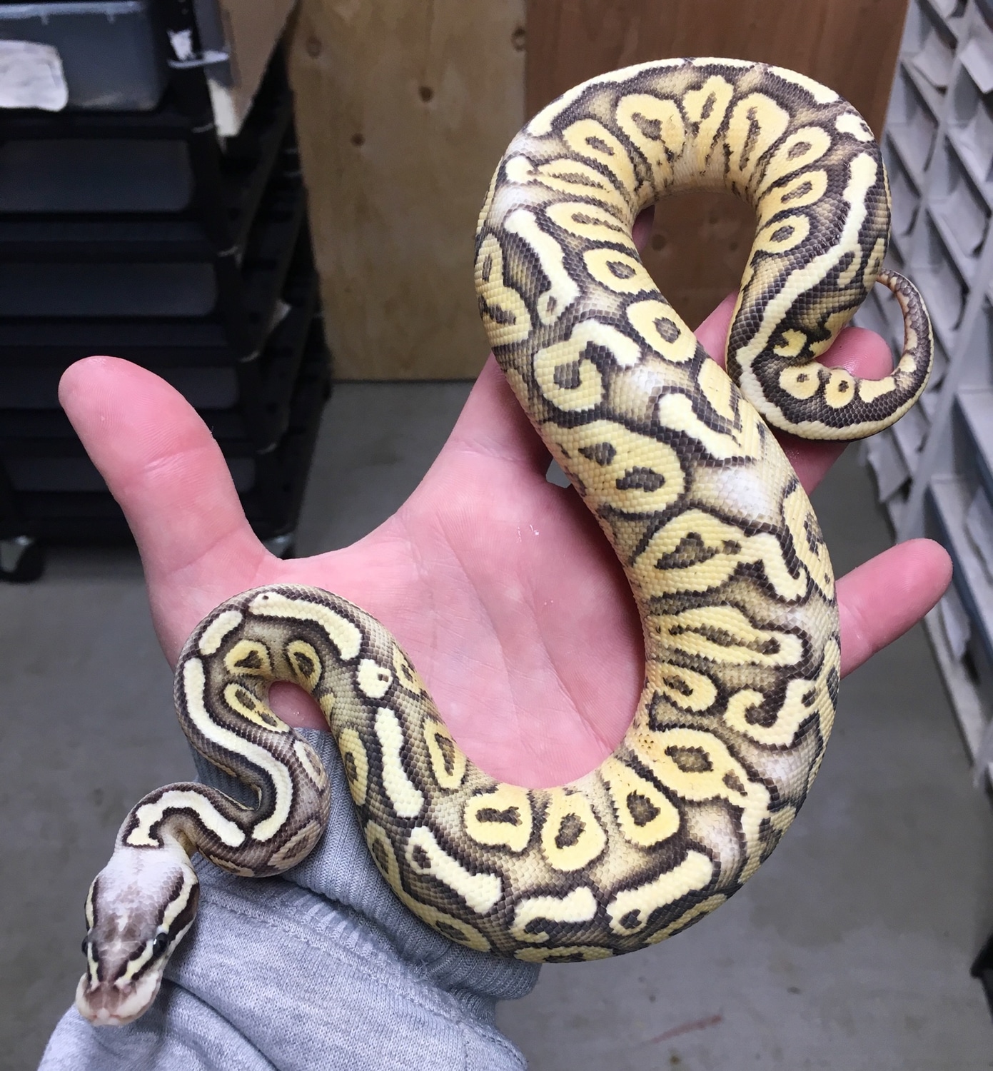 Superfly Trick Poss Calico Ball Python by Wine Country Reptiles ...