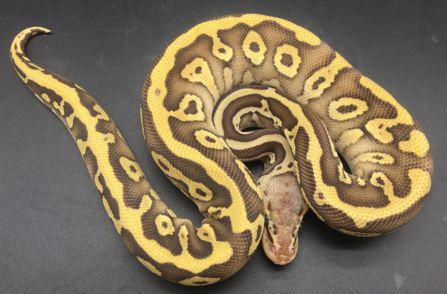 Confusion Butter Pastel Ball Python by Wine Country Reptiles - MorphMarket