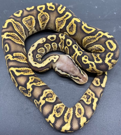 Pastel Ghi Trojan Ball Python by Wine Country Reptiles