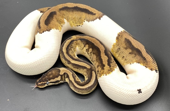 Pastel Pied Ball Python by Wine Country Reptiles