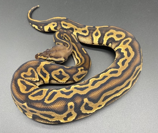 Trick Leopard Inferno 66% Het Pied Ball Python by Wine Country Reptiles