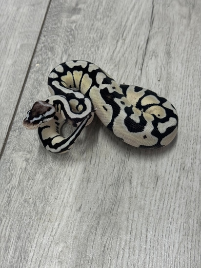 Pastel Axanthic Tsk 66% Het Clown Ball Python by SWRoyals