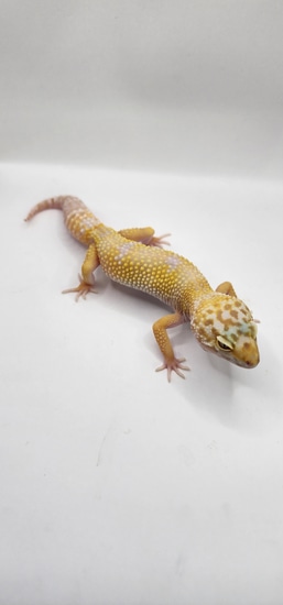 Aptor Leopard Gecko by Wing's Reptiles