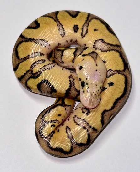 0.1 Pastel Vanilla/Fire Yellow Belly Clown Ball Python by Andrea Schulze