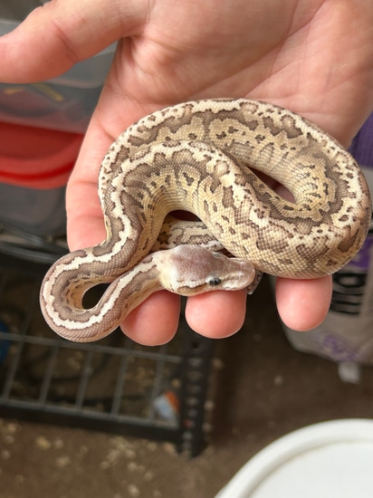 Black Pewter Kingpin Ball Python by Danger Noodle Army Ball Pythons