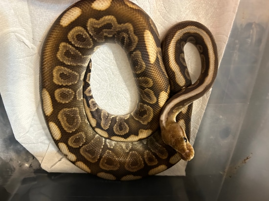 Black Pastel Lesser Ball Python by Danger Noodle Army Ball Pythons