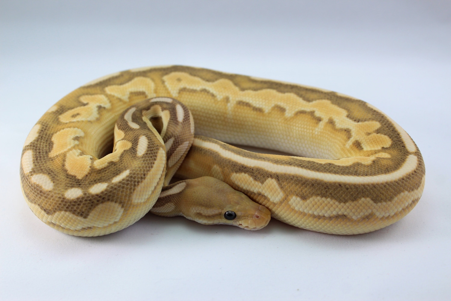 Banana Lesser Pewter Ball Python by Winslow's Reptiles - MorphMarket