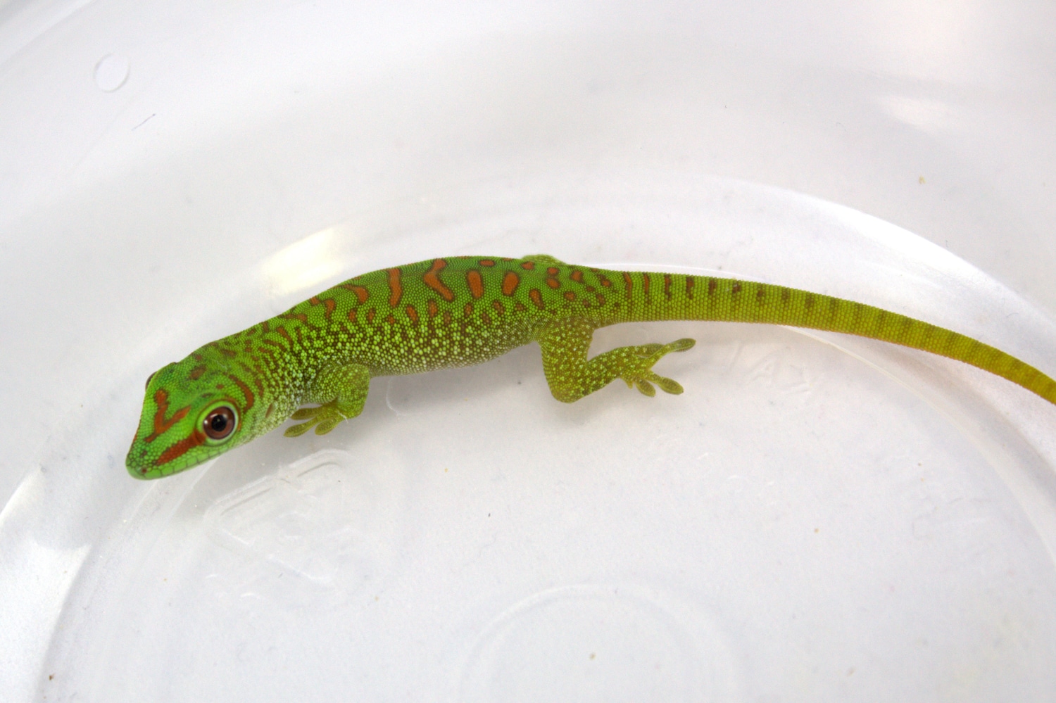 Crimson Day Gecko by Winslow's Reptiles - MorphMarket