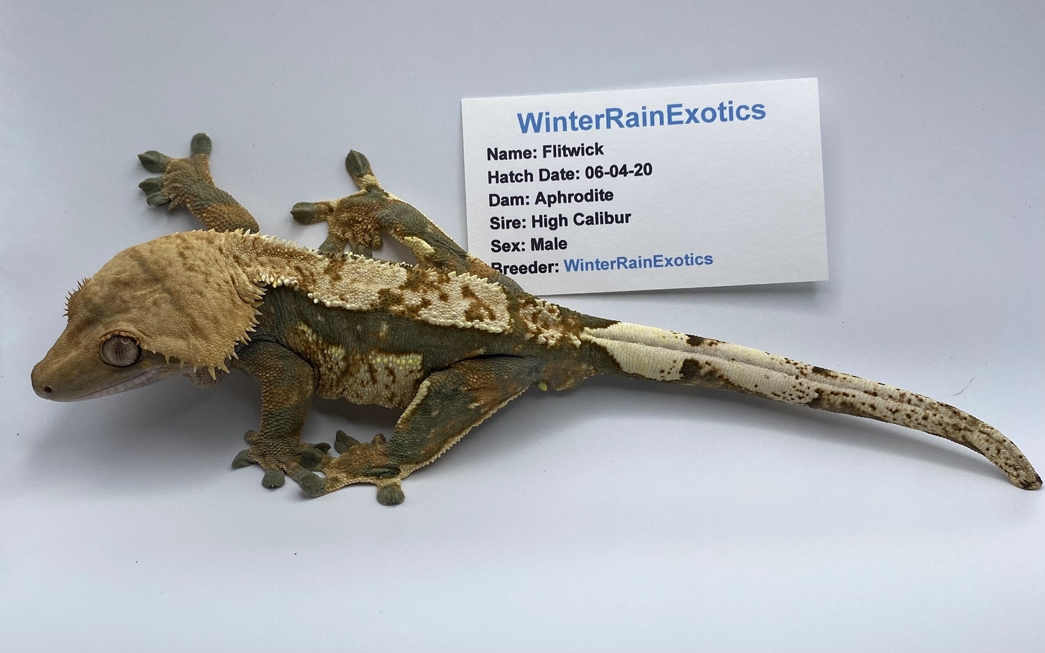 WinterRaineExotics's Collection - MorphMarket