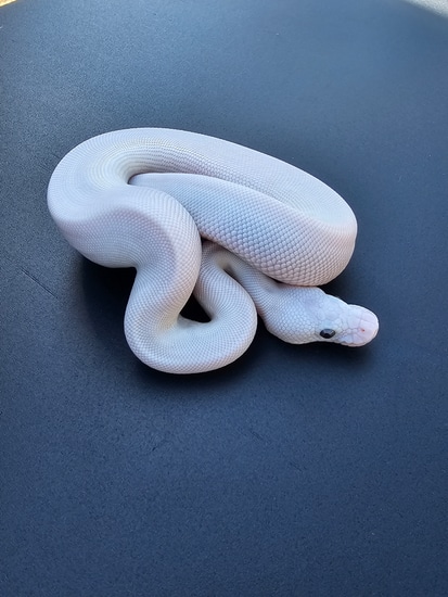 2023 Blue Eyed Leucistic Male Ball Python by Wish List Morphs