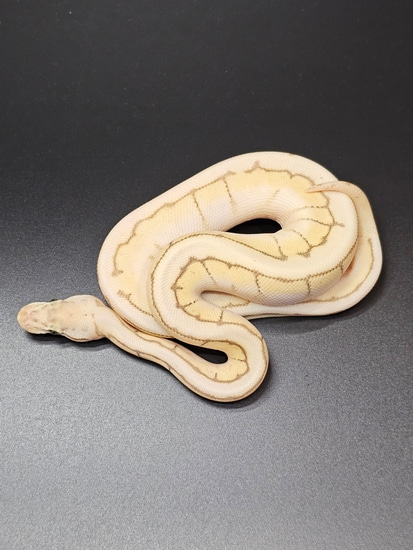 Queen Spin Ball Python by Wish List Morphs