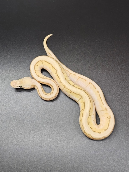 Queen Spin Ball Python by Wish List Morphs
