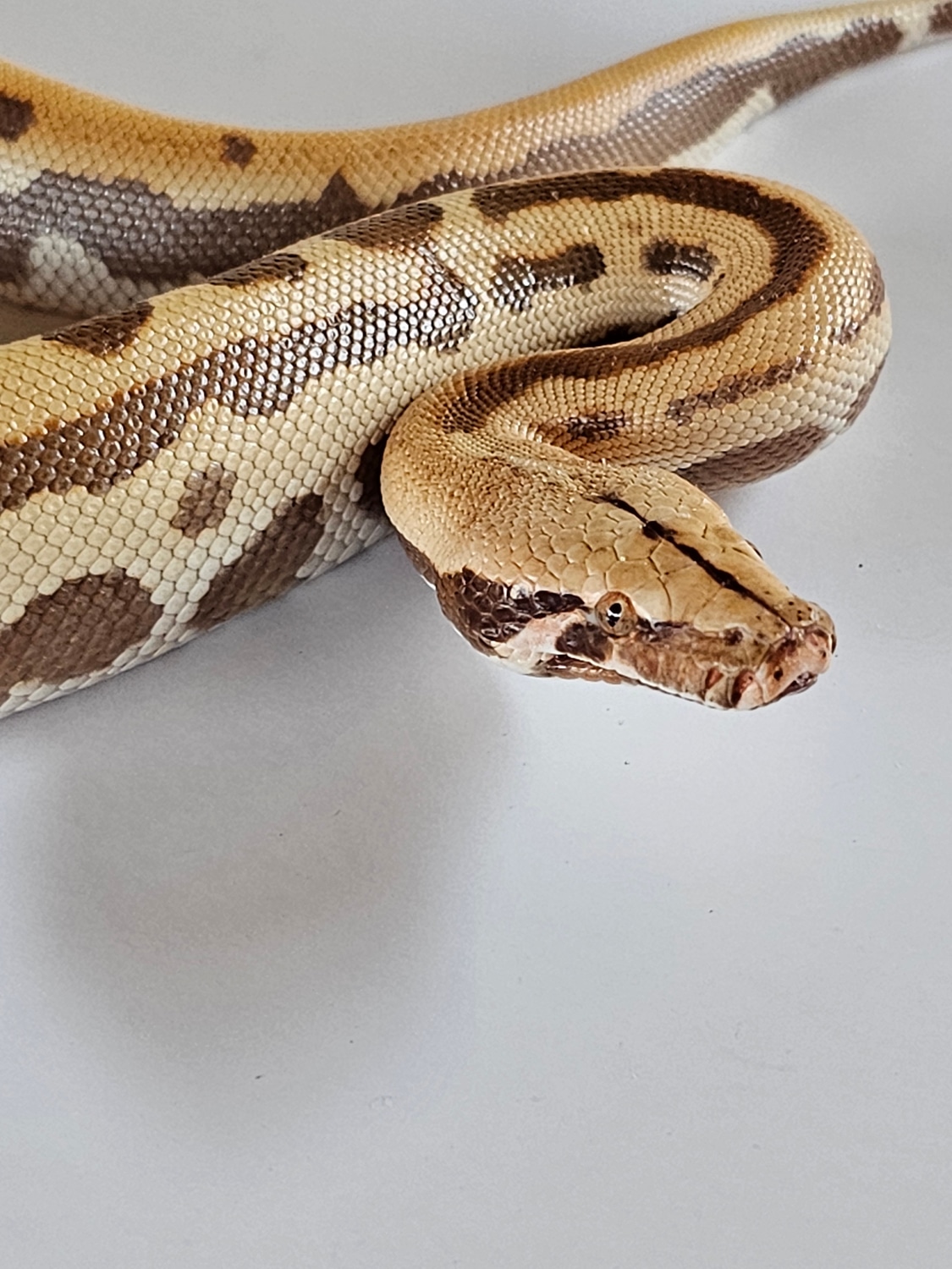 VPI Goldeneye T+Albino Blood Python by Wish List Morphs - MorphMarket