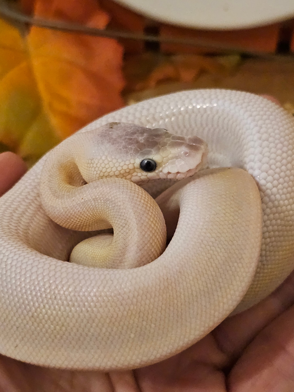 2023 Female BEL (Super Mojave) Ball Python by Wish List Morphs ...